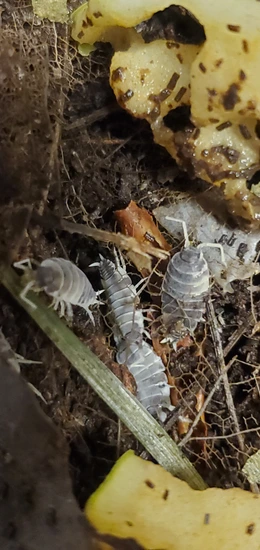 Oreo Crumble Isopods Porcellionides Pruinosus by Custom Creatures Pet Shop