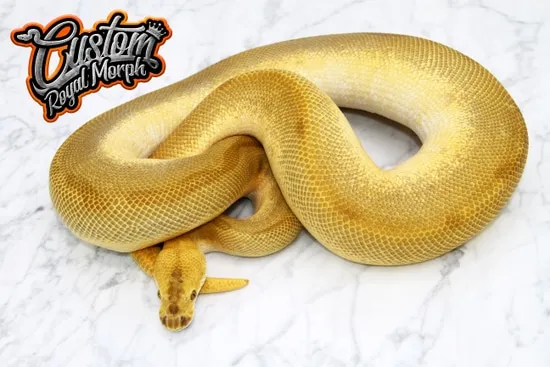 Super Enchi Leopard Butter Fire Clown Ball Python by Custom Royal Morph
