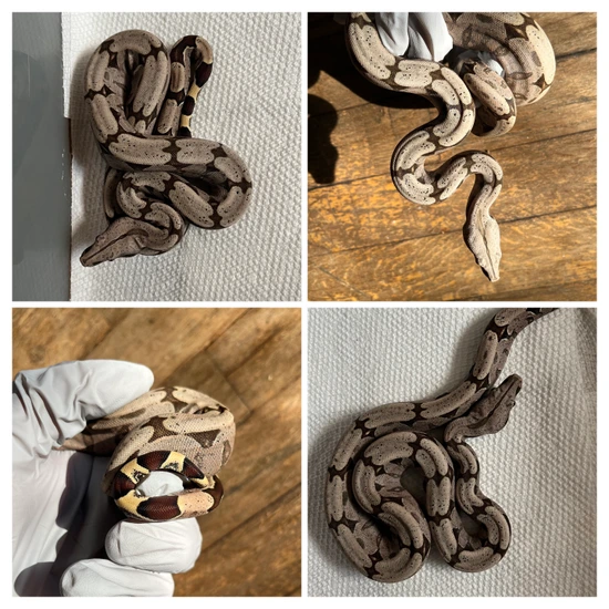 Male South Brazilian Amarali Short-Tailed Boa Constrictor by Life Exotica