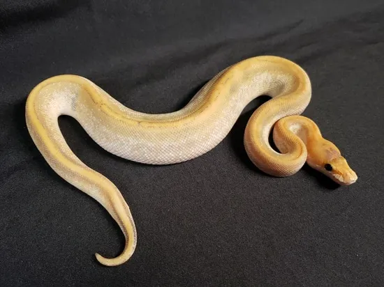Enchi Mimosa Ball Python by CV Exotics inc.