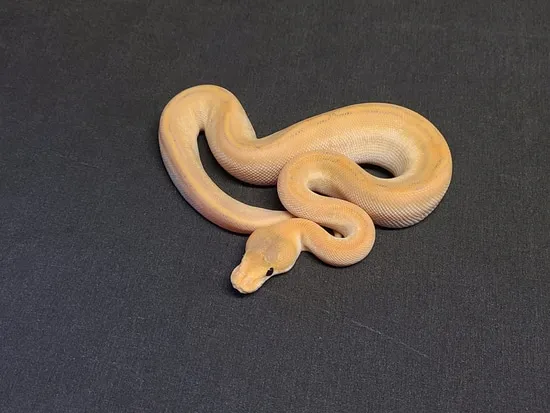 Mimosa Ball Python by CV Exotics inc.