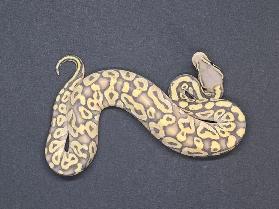 Super Pastel Mojave Ghost Ball Python by CV Exotics inc.