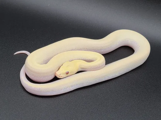 Blizzard 100% Het Labyrinth Burmese Python by CV Exotics inc.