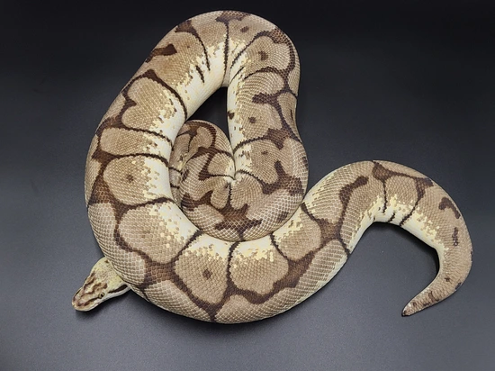 Bumble Bee 100% Het Clown (Proven Breeder) Ball Python by CV Exotics inc.
