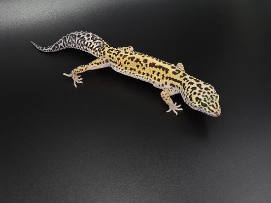 Fancy Leopard Gecko by CV Exotics inc.
