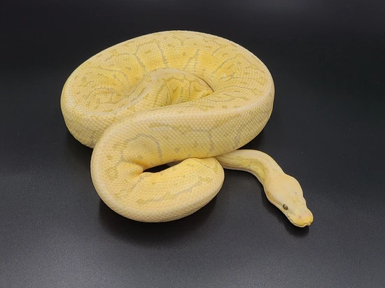 Lemon Blast Caramel Glow Ball Python by CV Exotics inc.