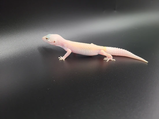 Diablo Blanco Leopard Gecko (Snake Eyes) by CV Exotics inc.