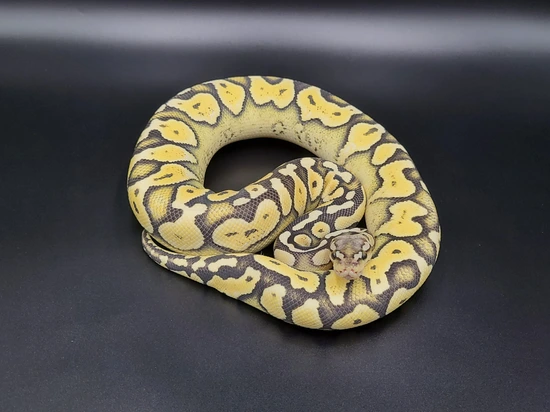White Lace Super Pastel Fire Ball Python by CV Exotics inc.