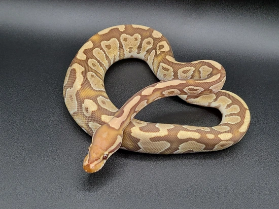 Caramel 100% Het Ghost Ball Python by CV Exotics inc.