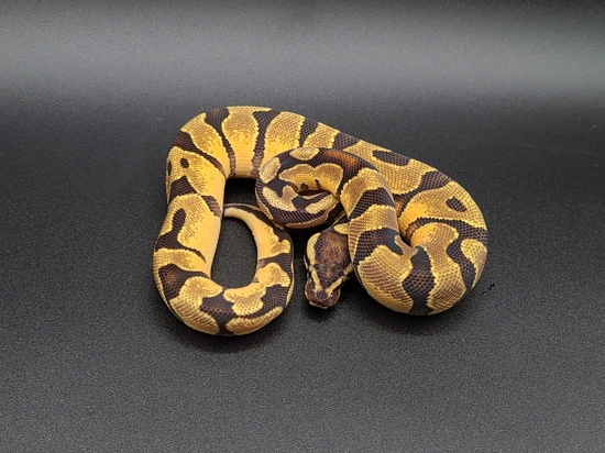Enchi Pastel Yellow Belly Or Asphalt Ball Python by CV Exotics inc.
