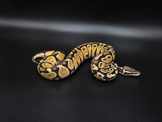 Lace Pastel Ball Python By Cv Exotics Inc