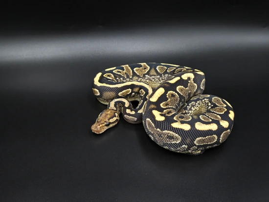 White Lace Yellow Belly Ball Python by CV Exotics inc.