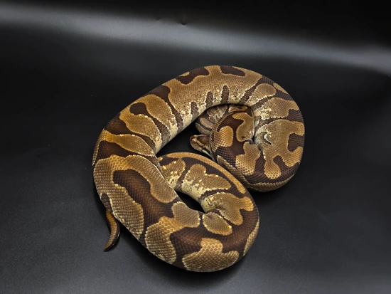 Enchi 100% Het Albino Ball Python by CV Exotics inc.