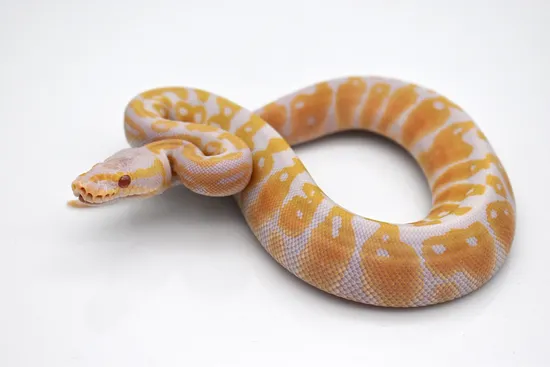Candy 50% Het Pied Ball Python by Mighty Morphin Sneks
