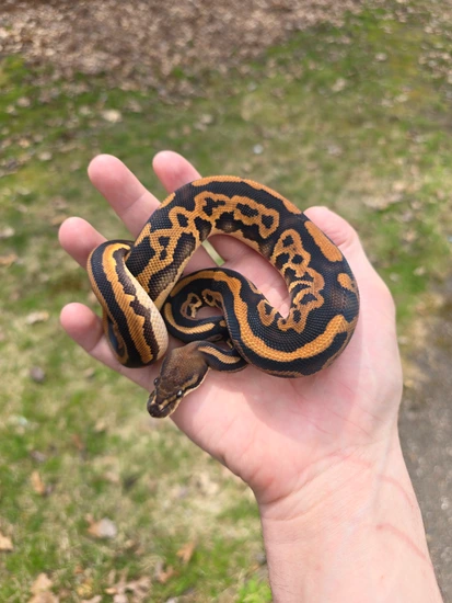 Leopard Black Nightmare Het Clown Pos Yellowbelly Ball Python by Black ...