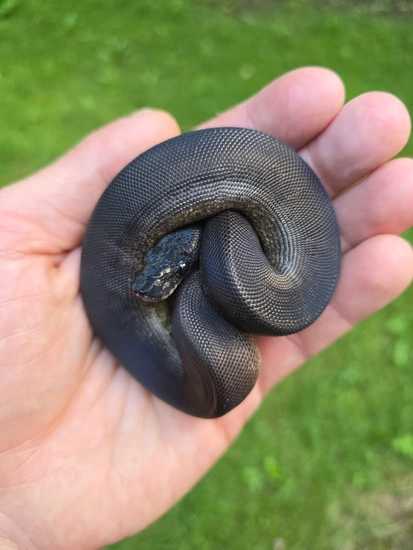 Obsidian Het Pied Pos Leopard Ball Python by Black Dahlia Reptiles