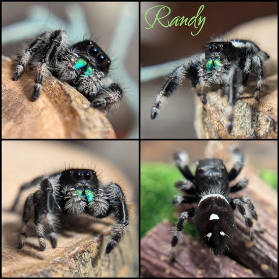 "Randy" I9 Apalachicola Phidippus Regius Jumping Spider by Workman's ...