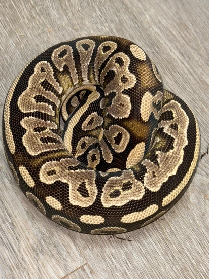Nayala Mojave Het Hypo Het Piebald Ball Python by Royal Ambassador Reptiles