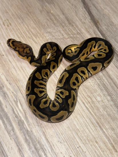 Clown Het Hypo Het Vpi Axanthic Ball Python by Royal Ambassador Reptiles