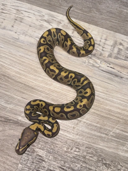 Hypo Het Vpi Axanthic Ball Python by Royal Ambassador Reptiles