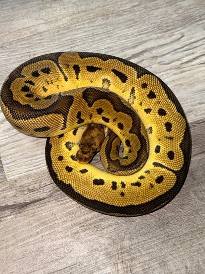 Clown Het Lavender Het Piebald Ball Python by Royal Ambassador Reptiles