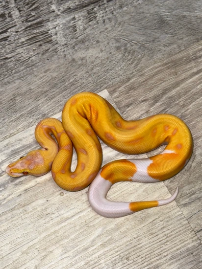 Orange Dream Enchi Lavender Pied Ball Python by Royal Ambassador Reptiles