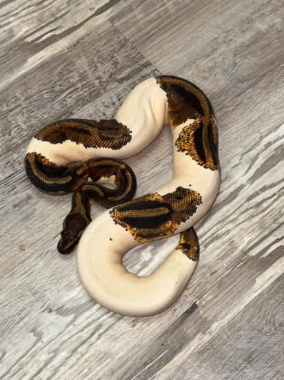 Yellow Belly Piebald Het Dg Ball Python by Royal Ambassador Reptiles
