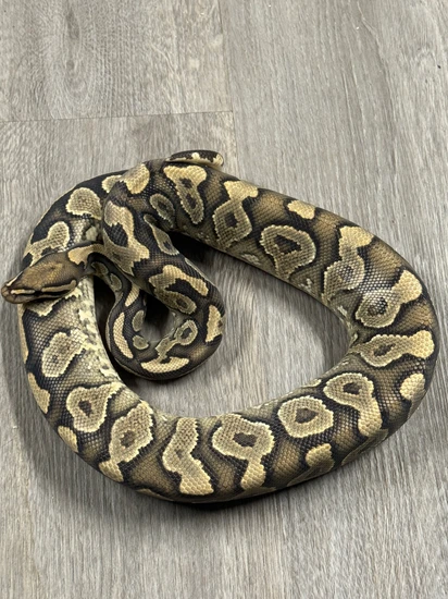 Hypo Red Stripe Yellowbelly Ball Python by Royal Ambassador Reptiles