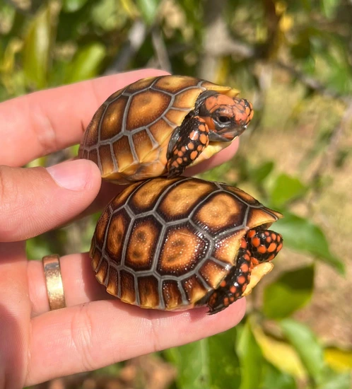 Goldeneye Brazilian Cherryhead Tortoises Red-Footed Tortoise by Cyclosaura