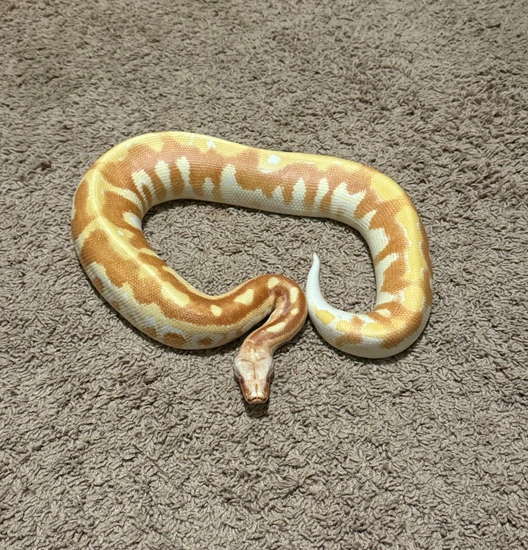 T- Albino Blood Python by Czar Exotics