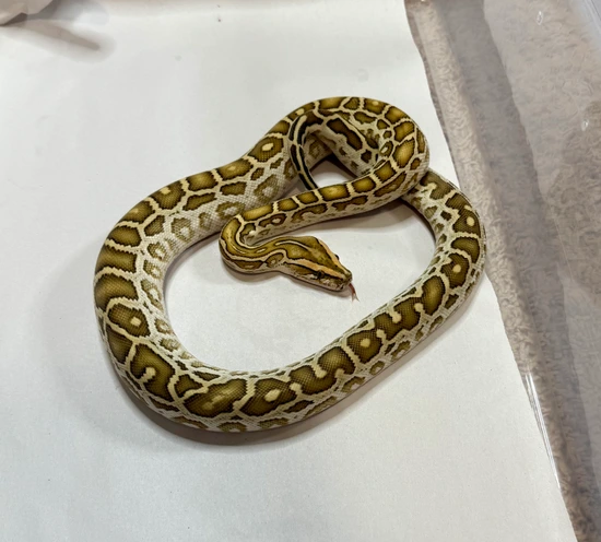 Het Wei Line Caramel Pair Burmese Python by Czar Exotics