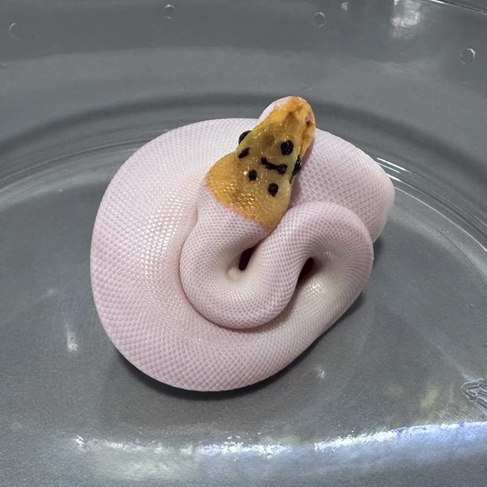 Baby Bumblebee Pied Ball Python by DG Exotics