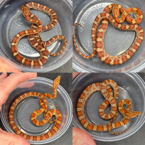 Key Locality Group (4) Corn Snake by RD Exotics LLC