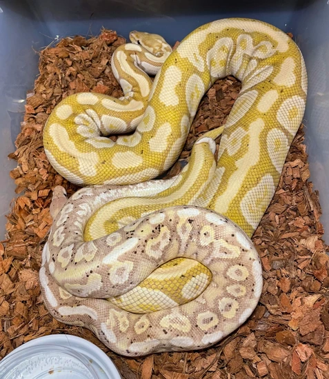 Banana Combo Pair Ball Python by RD Exotics LLC