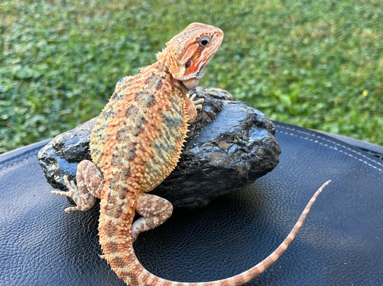 Orange Translucent Central Bearded Dragon by Dachiu Bearded Dragons