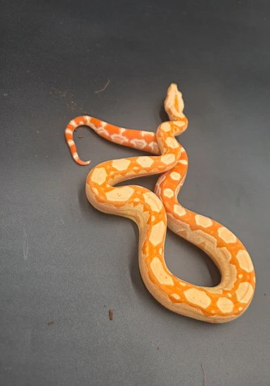 Sharp Sunglow Keltic Boa Constrictor by Dad bod exotics