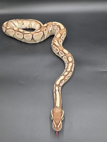 Mojave Ball Python by Dad bod exotics