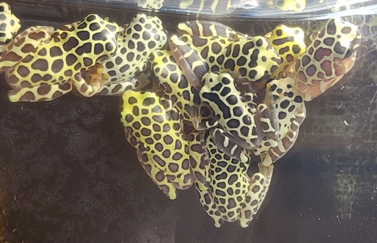 CB Giraffe Phase Triangle Tree Frogs Other Tree Frog by Adam Jessien