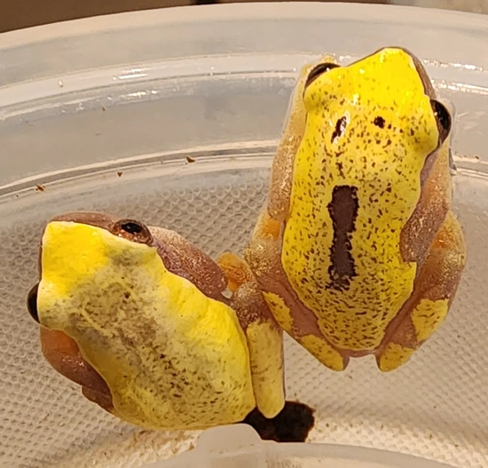 CB Reduced Pattern Triangle Tree Frogs Other Tree Frog by Adam Jessien