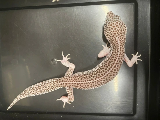 Super Mack Snow Leopard Gecko by LM Exotics