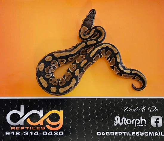 Dh Clown Sunset Ball Python by DAG Reptiles
