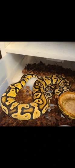 Pastel Harlequin Ball Python by 503 Morphs
