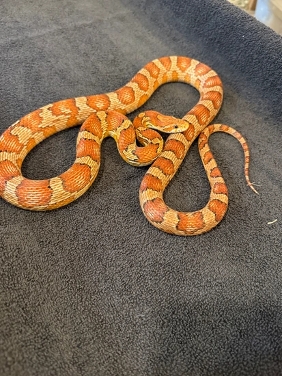 Miami Phase Corn Snake by Seays farm reptiles