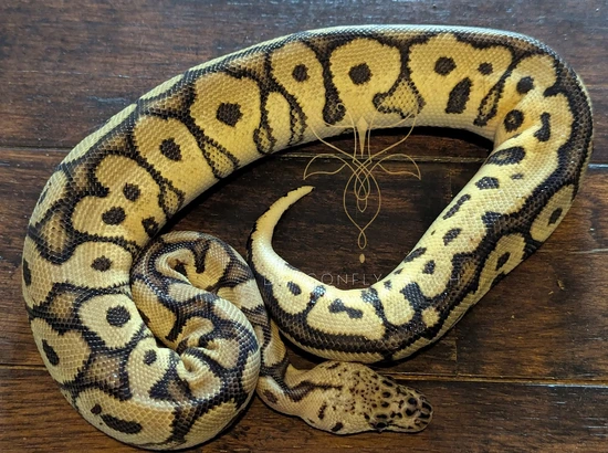 Pastel Spotnose Clown Ball Python by DragonFly Ranch