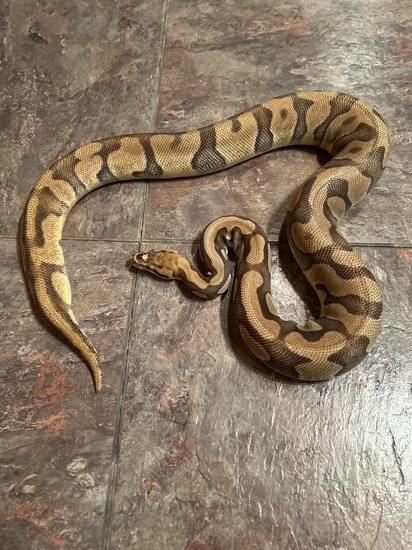 Proven Breeder Pastel Enchi Mojave Scaleless Head Ball Python by David ...