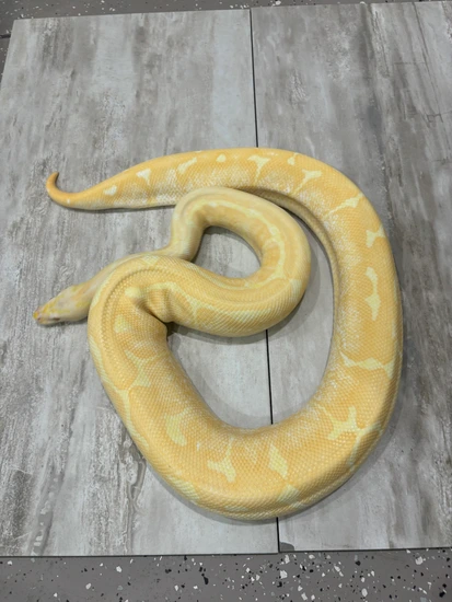 Breeder Female Albino Spider Ball Python by David Keller Reptiles