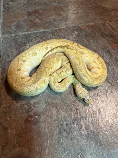 Pastel Lesser Yellow Belly Clown Ball Python by David Keller Reptiles