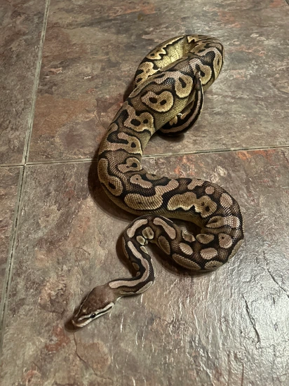 Enchi Mojave Cinnamon Scaleless Head Ball Python by David Keller Reptiles
