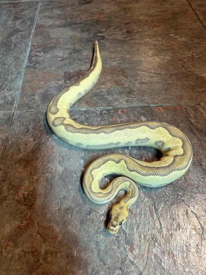 Mojave Fire Orange Dream Enchi Leopard Clown 50% Pied Possibly Yellow Belly Ball Python by David ...