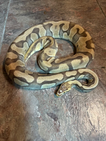 Pastel Enchi Mojave Het Clown Scaleless Head Ball Python by David ...
